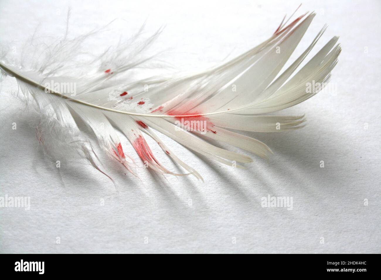 Whites feathers hi-res stock photography and images - Alamy