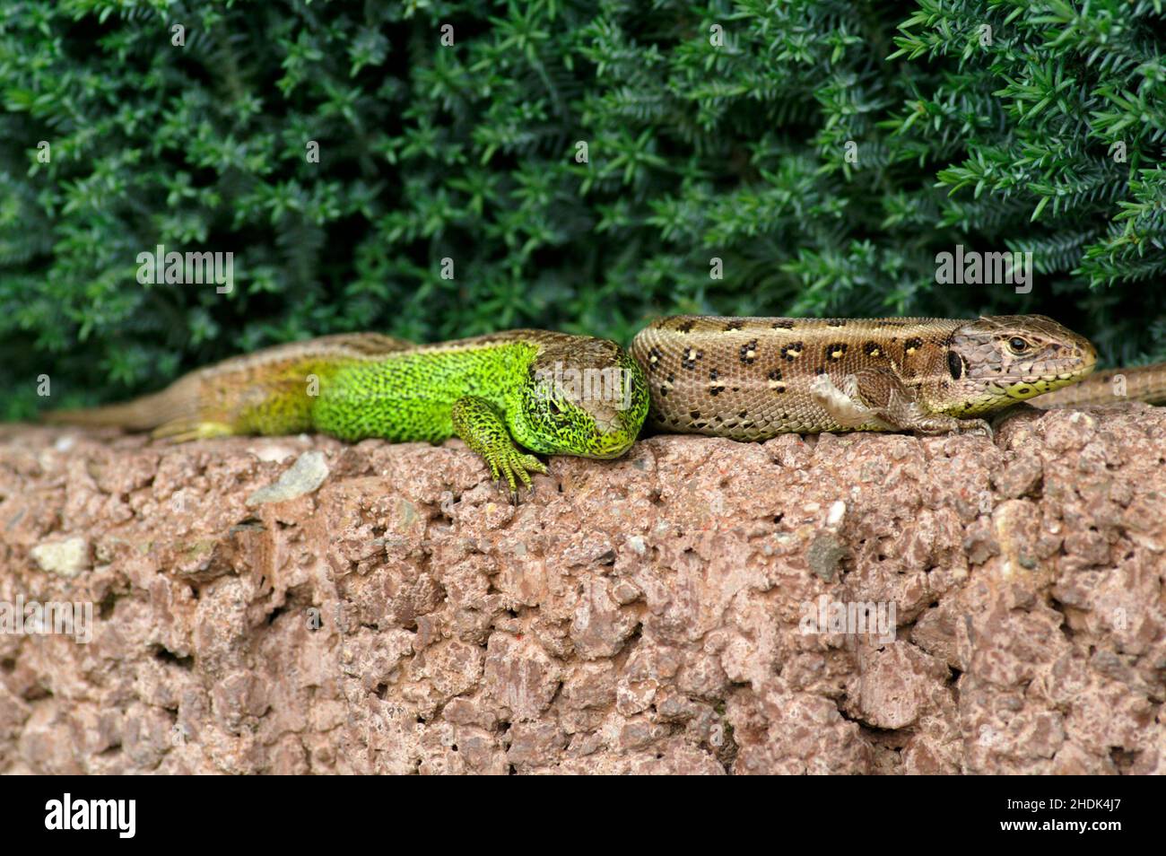 Two colors lizard hi-res stock photography and images - Alamy