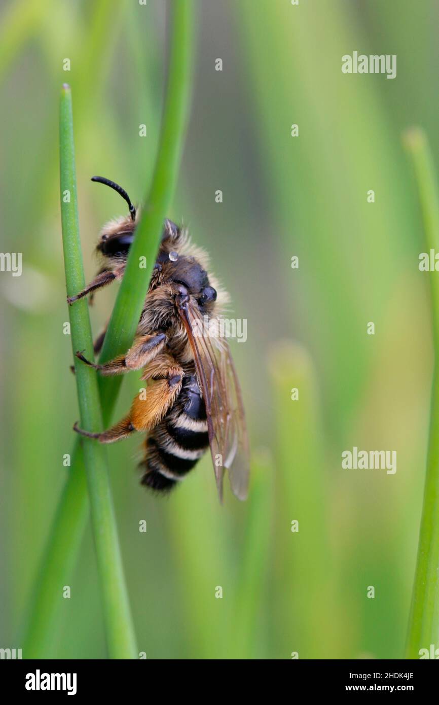 wild bee, wild bees Stock Photo - Alamy