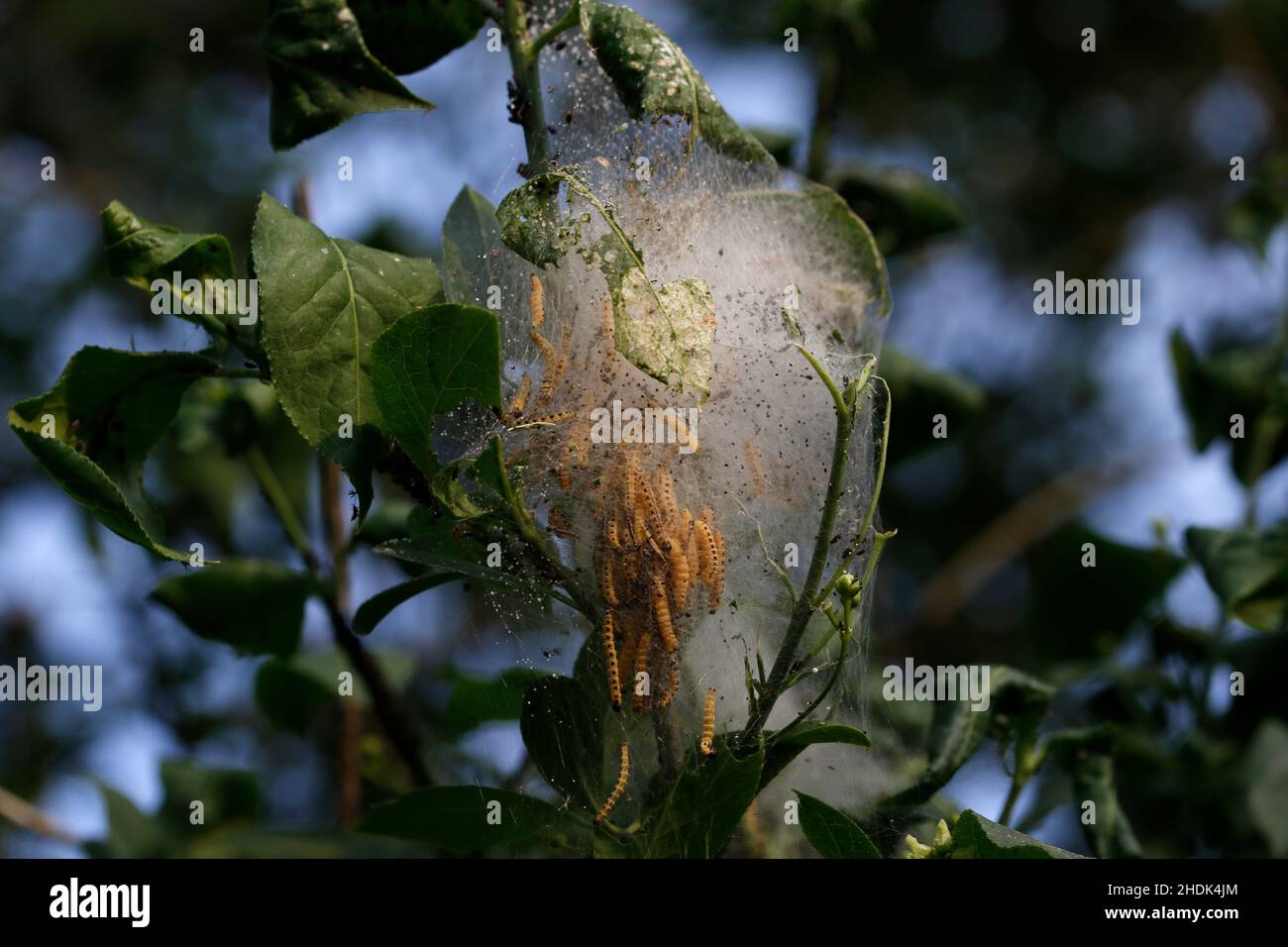 caterpillar, ermine moth, spider web, caterpillars, ermine moths ...