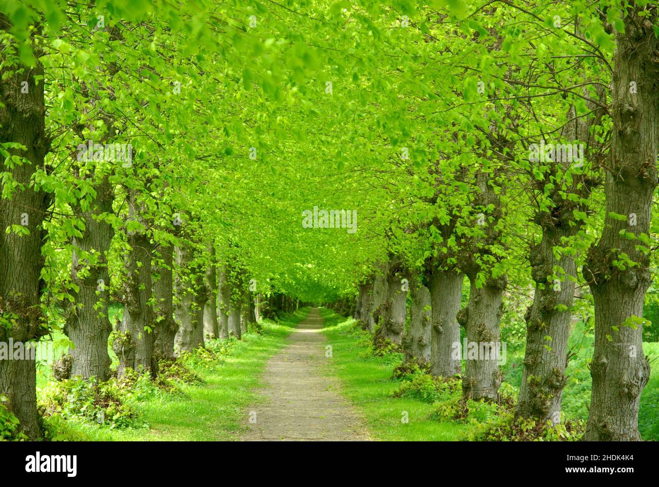 Natures avenue hi-res stock photography and images - Alamy