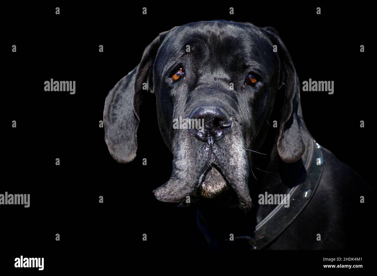 Black great dane dog hi-res stock photography and images - Alamy