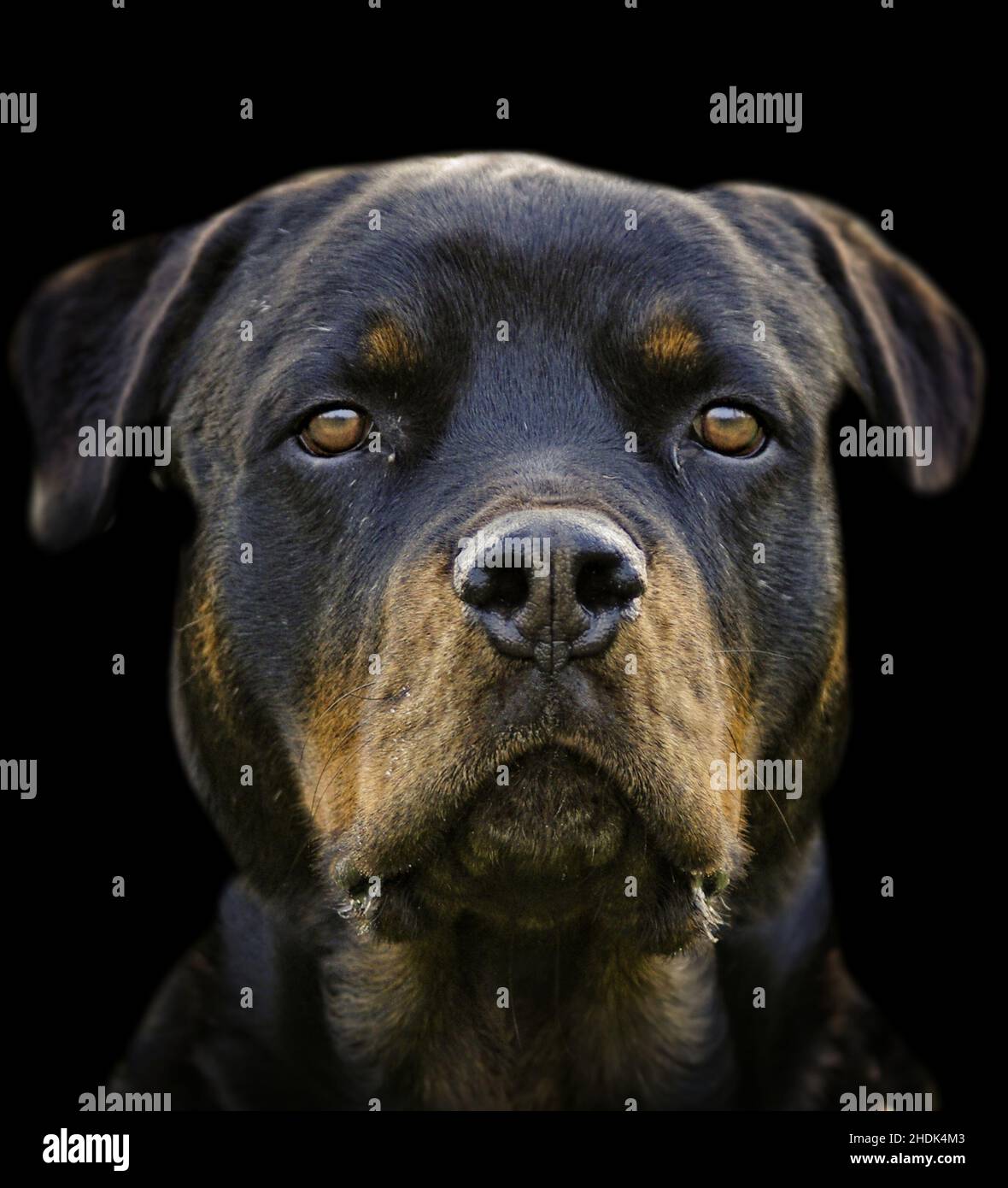 Rottweiler 1 an hi-res stock photography and images - Alamy