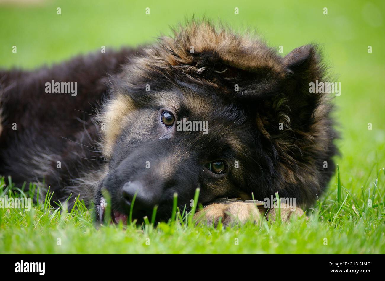 Sheepdogs lying hi-res stock photography and images - Alamy