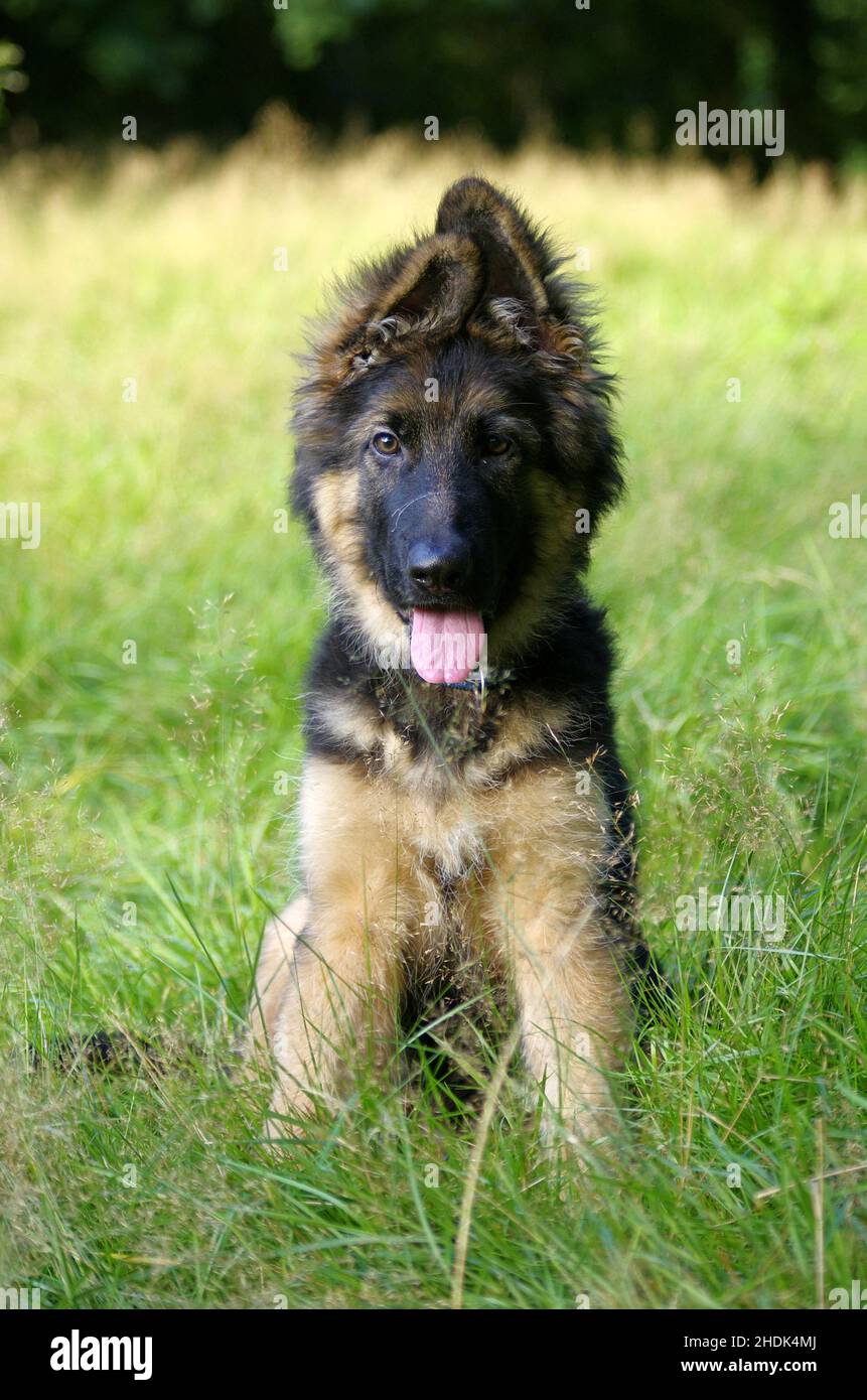 dog, sheepdog, puppy, dogs, sheepdogs, puppies Stock Photo - Alamy