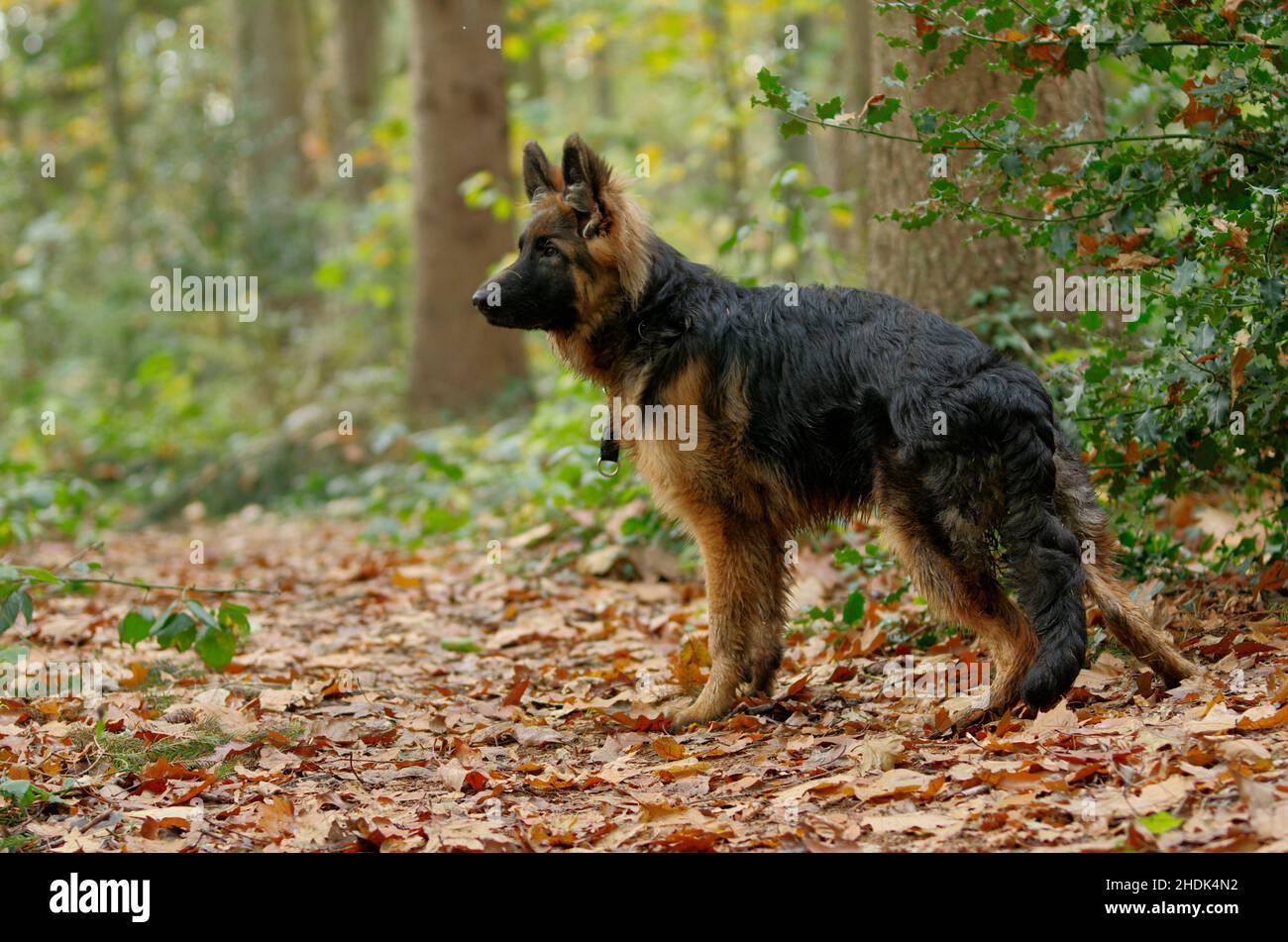 sheepdog, german shepherd, sheepdogs, german shepherds Stock Photo - Alamy