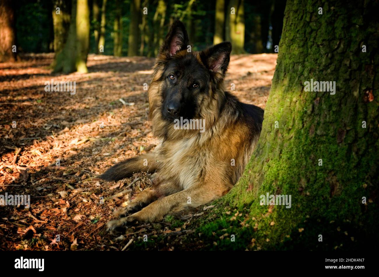 german shepherd, german shepherds Stock Photo - Alamy