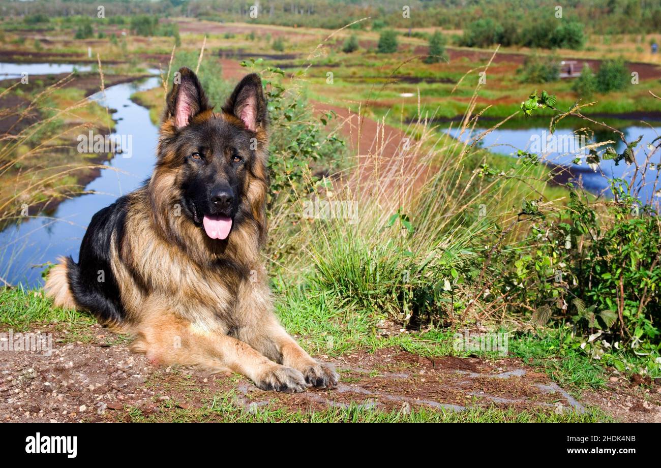 german shepherd, german shepherds Stock Photo - Alamy