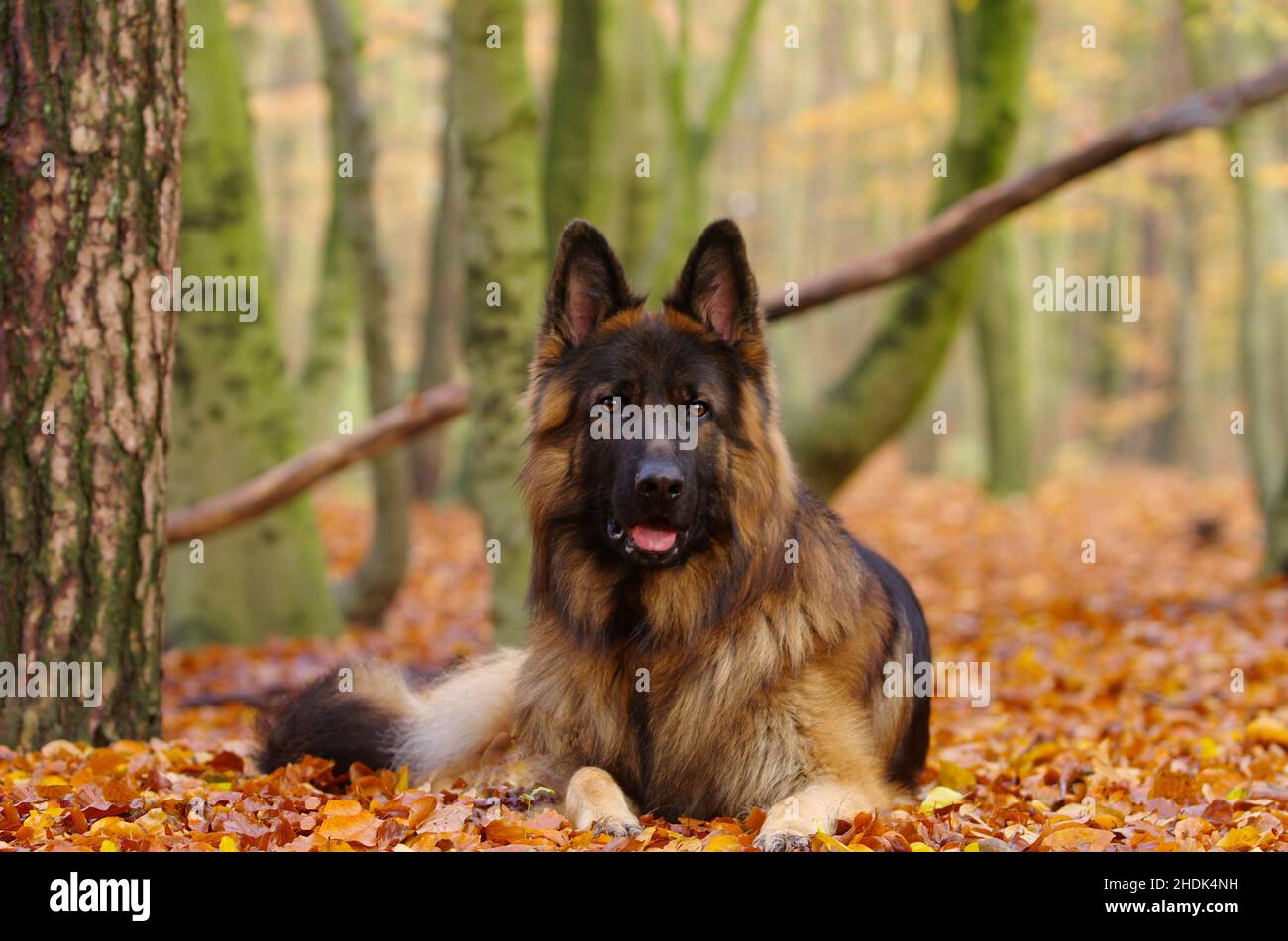german shepherd, german shepherds Stock Photo - Alamy