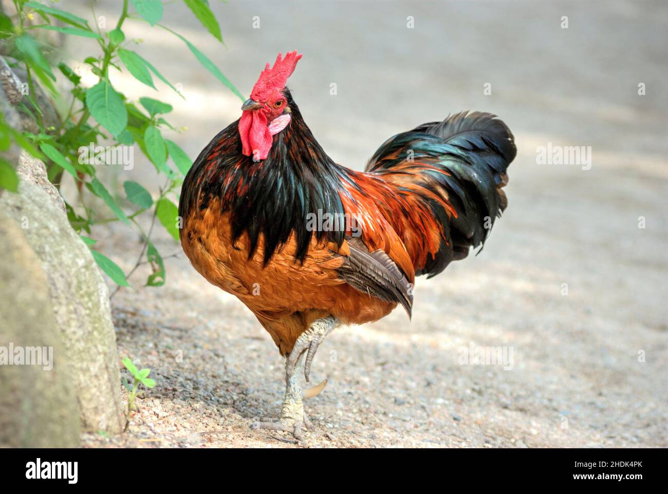 Roosters and barn hi-res stock photography and images - Alamy
