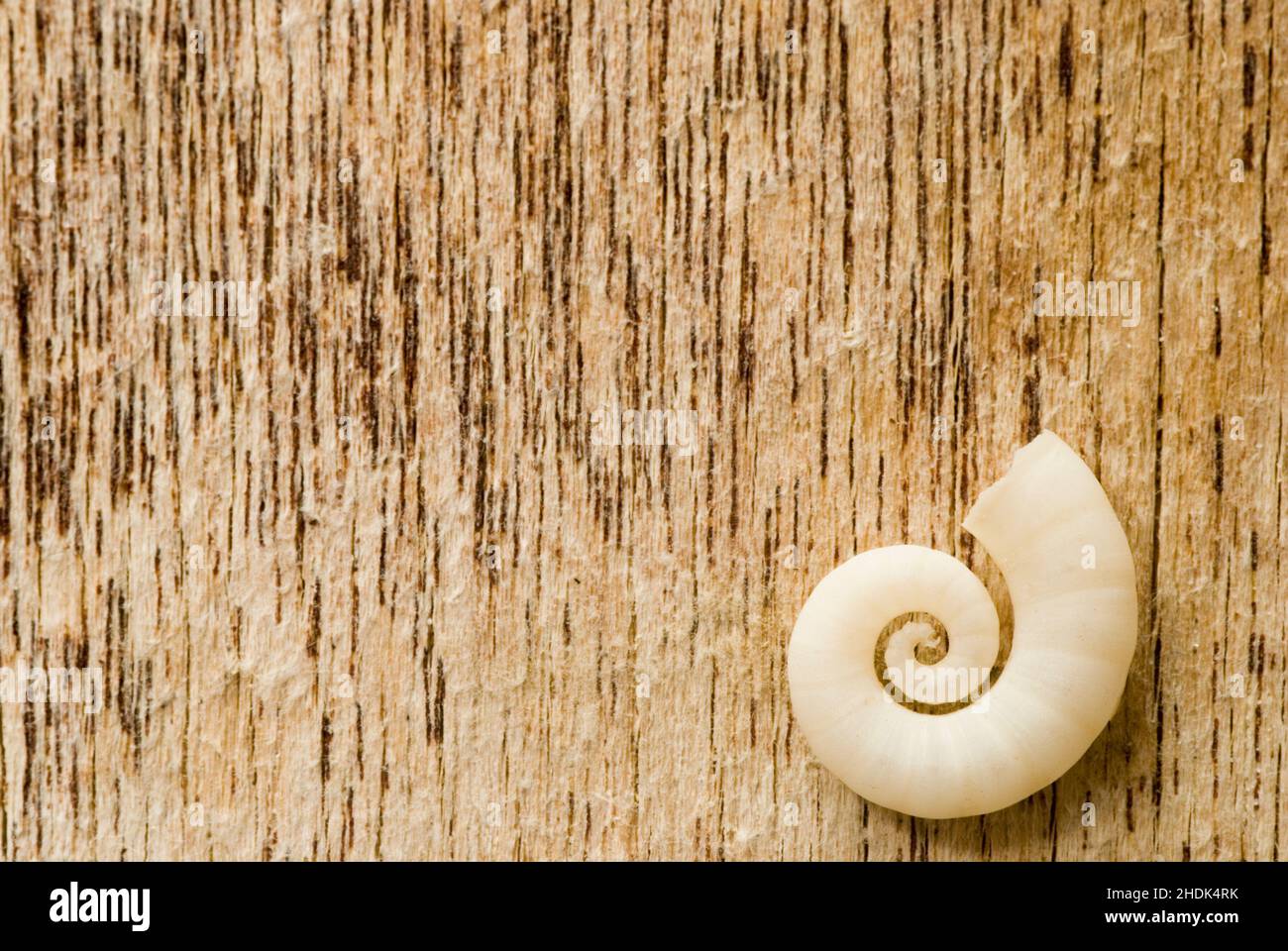 wood, snail-shell, maritim, jetsam, woodland, woodlands, woods, snail ...