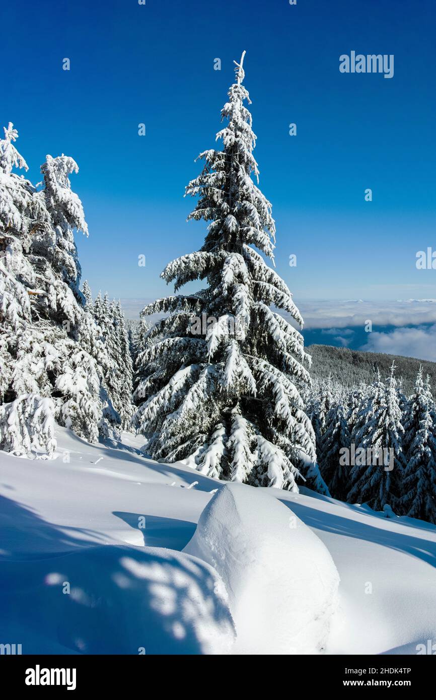 Amazing Winter landscape of Vitosha Mountain, Sofia City Region ...