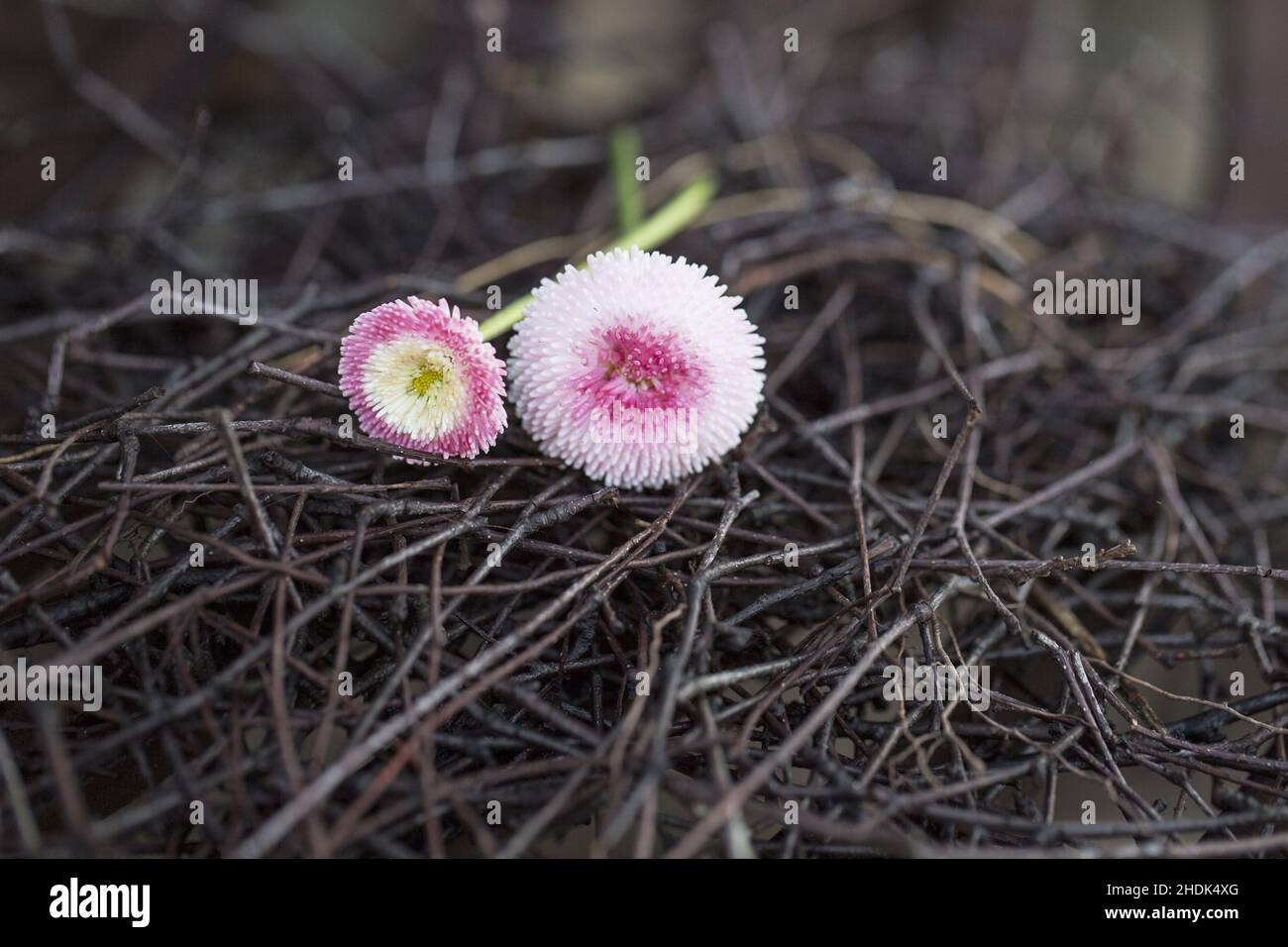 daisy, daisy family, daisies, daisy families Stock Photo - Alamy