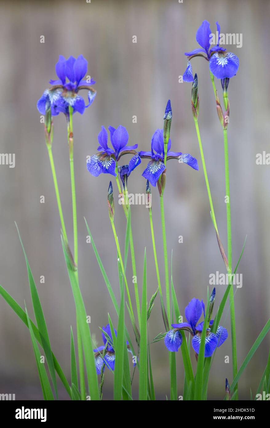 Sword lily hi-res stock photography and images - Alamy