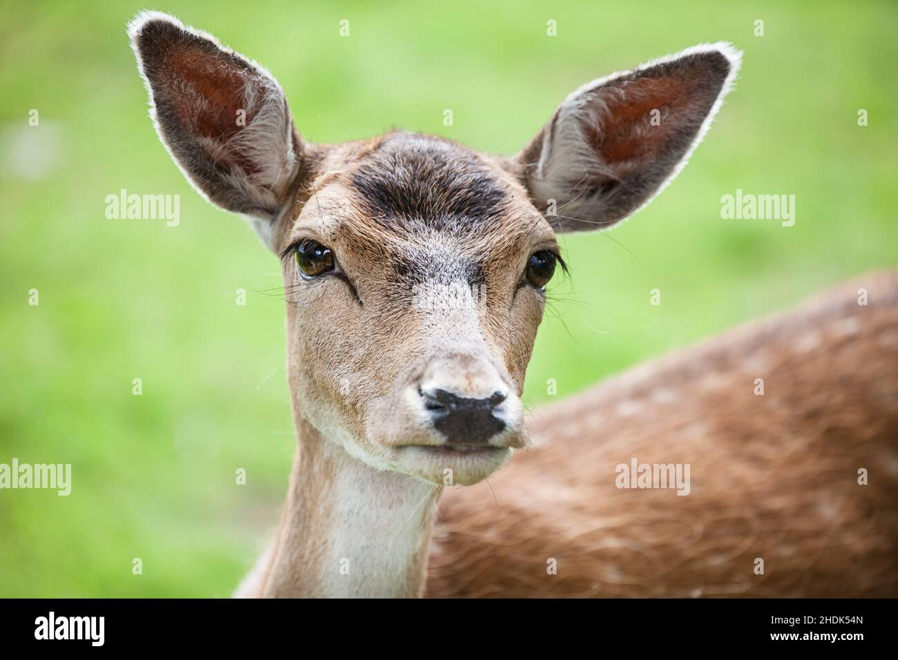 deer, animal portrait, deers, roe deer, stag, animal portraits Stock ...