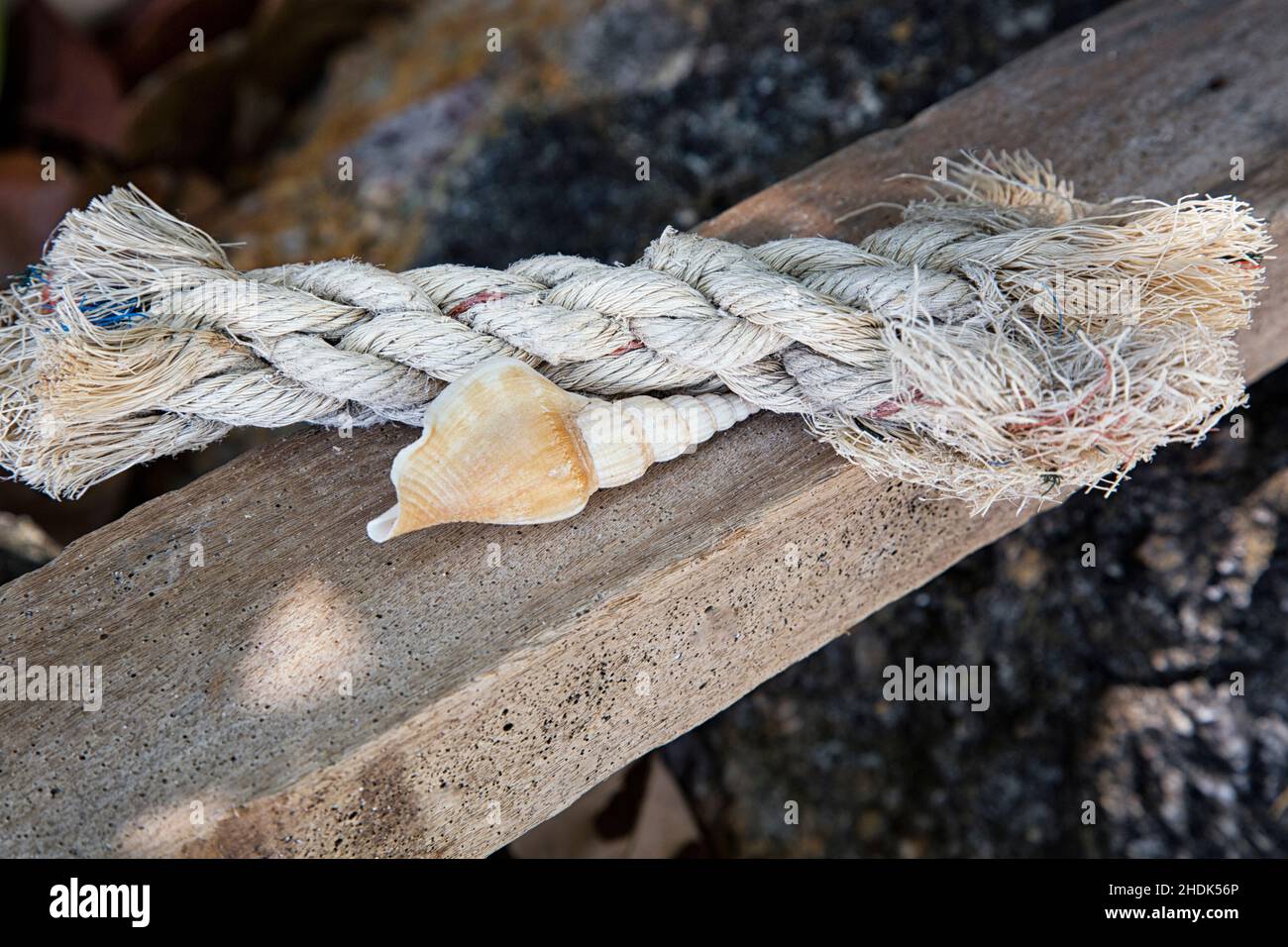 Rope snail hi-res stock photography and images - Alamy
