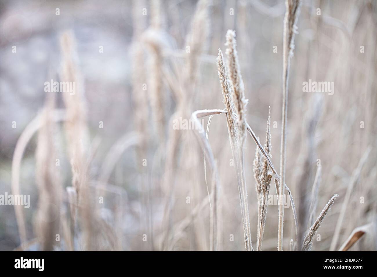Halms hi-res stock photography and images - Alamy