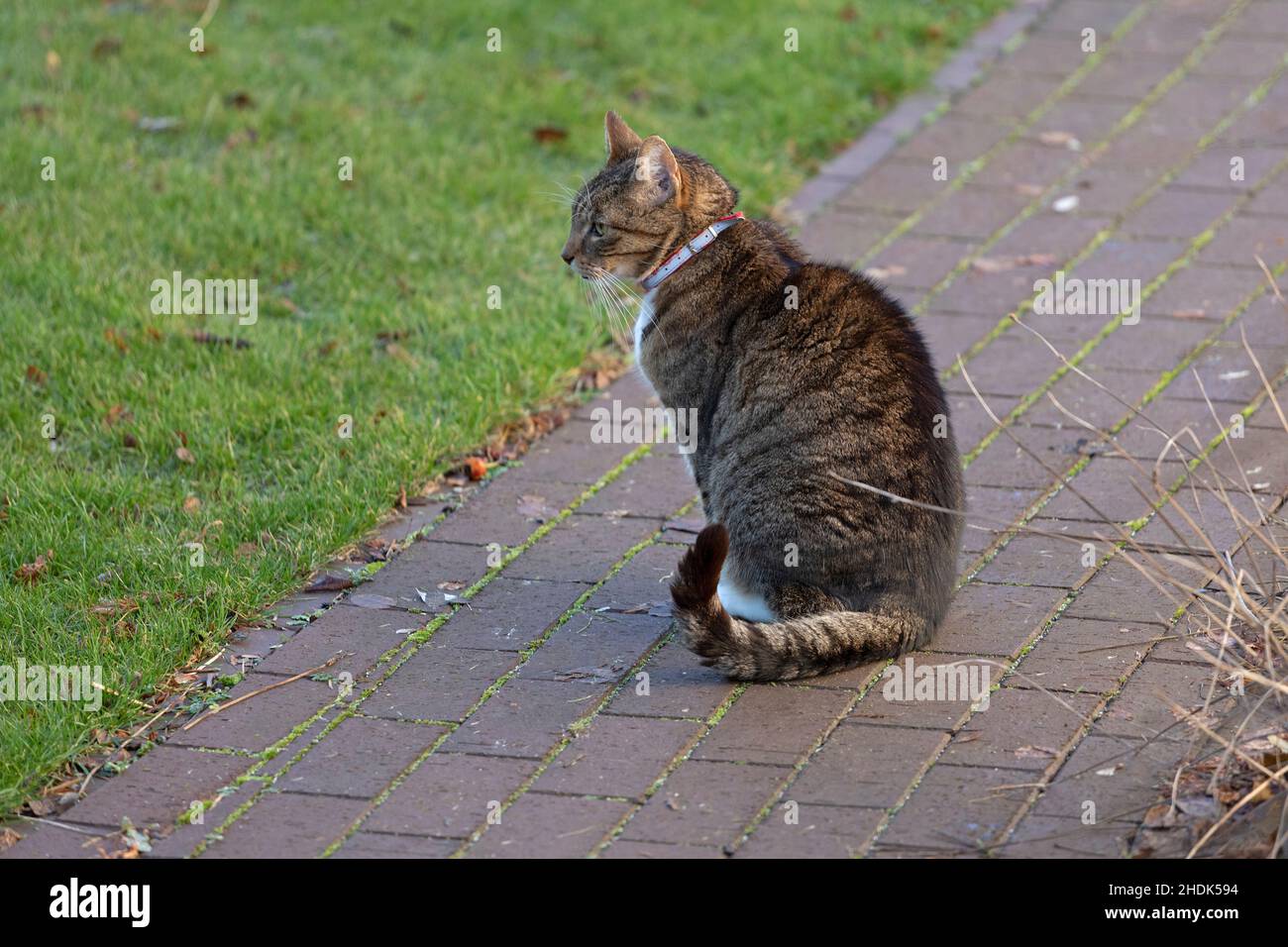 Tomcat sitting on a path, Germany Stock Photo - Alamy