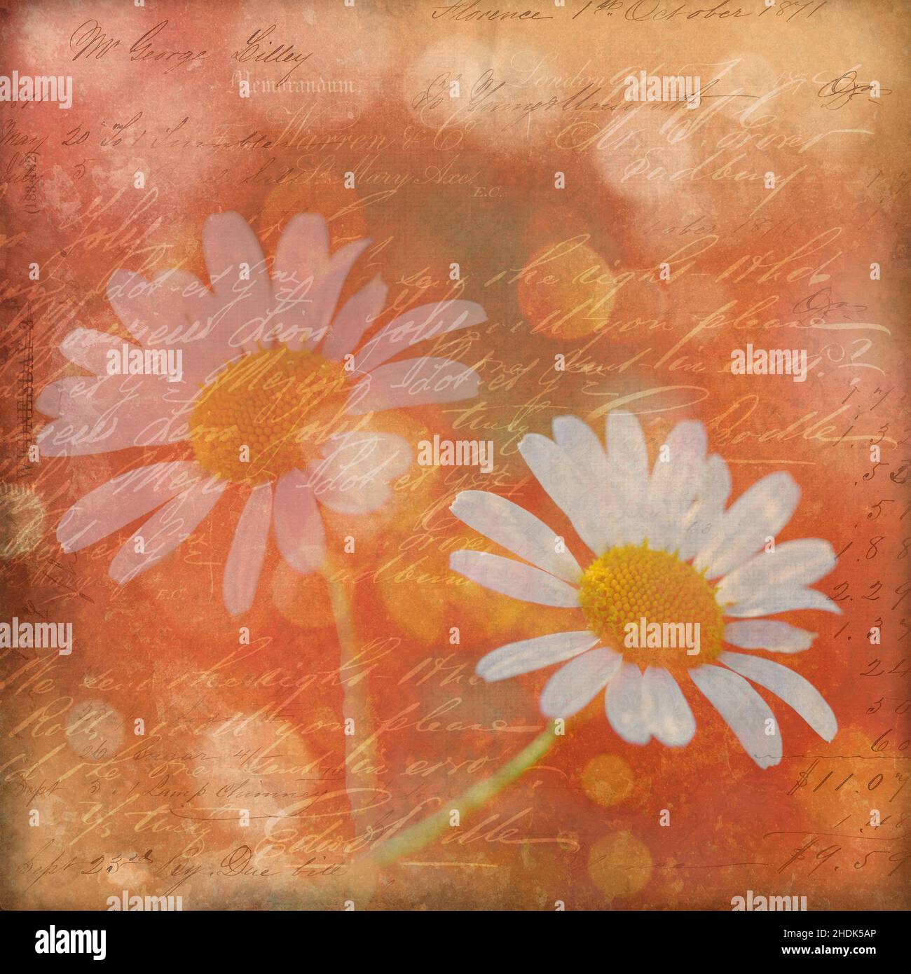 retro, manuscript, daisy, vintage, old fashioned, retro style ...