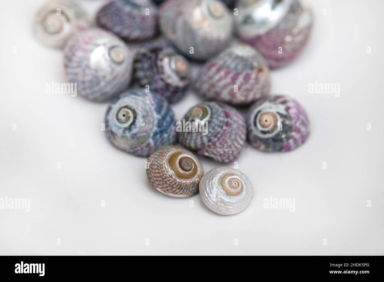 Shell collections hi-res stock photography and images - Alamy