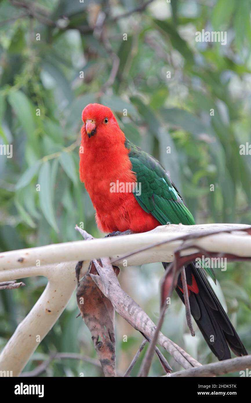 king parrot, Australian king parrot Stock Photo - Alamy