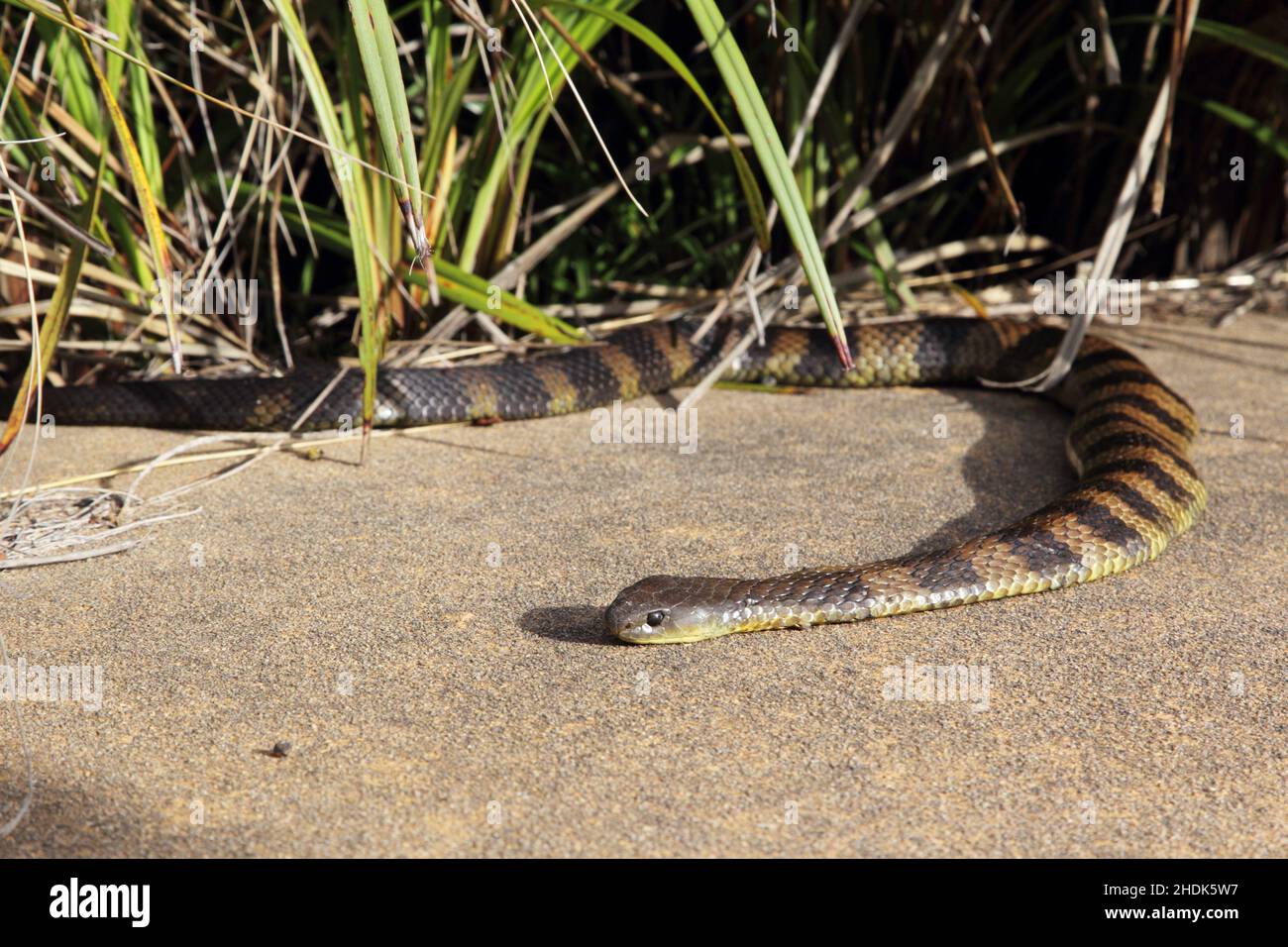 elapidae, tiger snake, elapidaes Stock Photo - Alamy