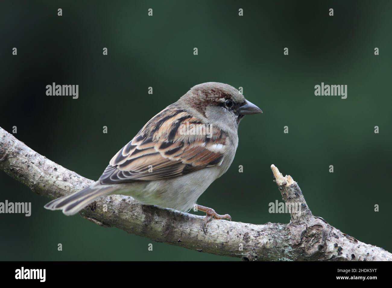 house sparrow, house sparrows Stock Photo - Alamy