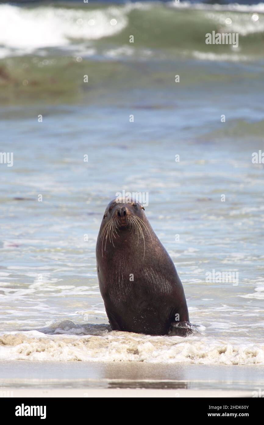 seal, eared seals, seals Stock Photo - Alamy