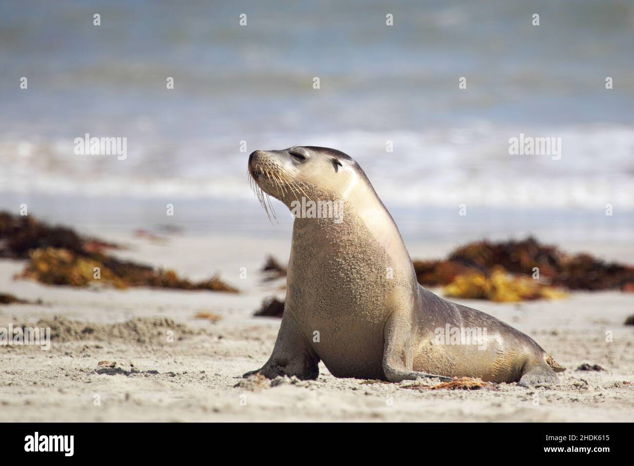 eared seals, australian sea lion, seal bay Stock Photo - Alamy