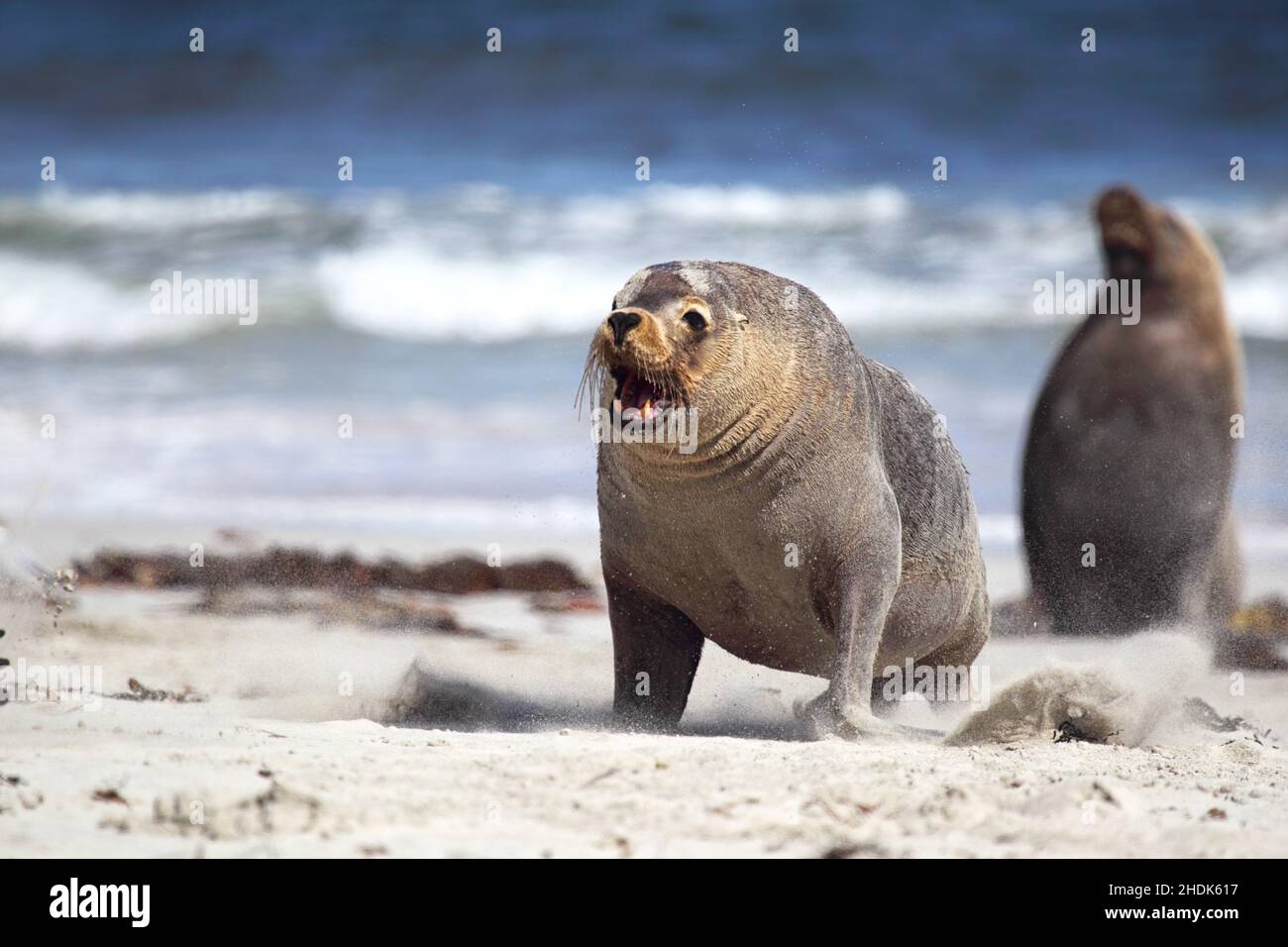 Australian beach scream hi-res stock photography and images - Alamy