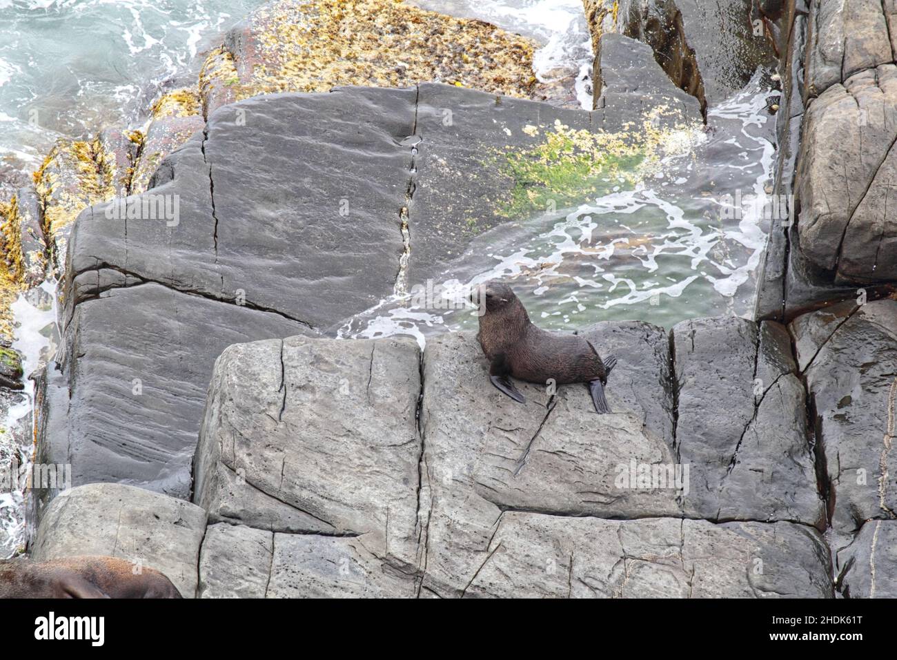 cliff, australian sea lion, cliffs Stock Photo - Alamy