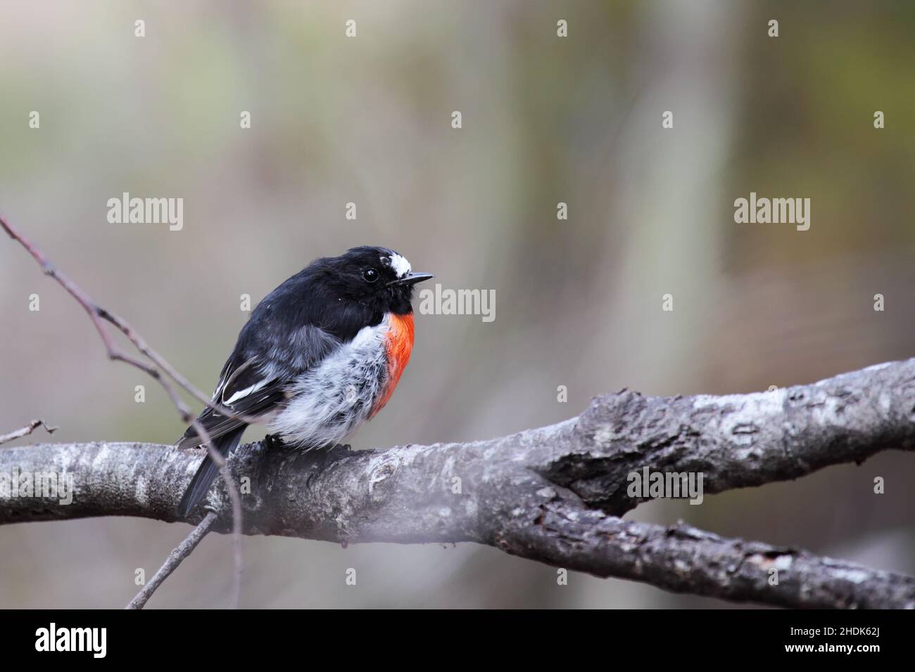 old world flycatcher Stock Photo - Alamy