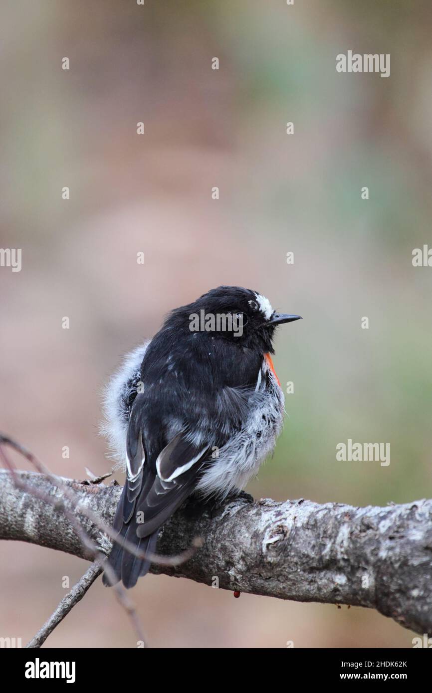 old world flycatcher Stock Photo - Alamy