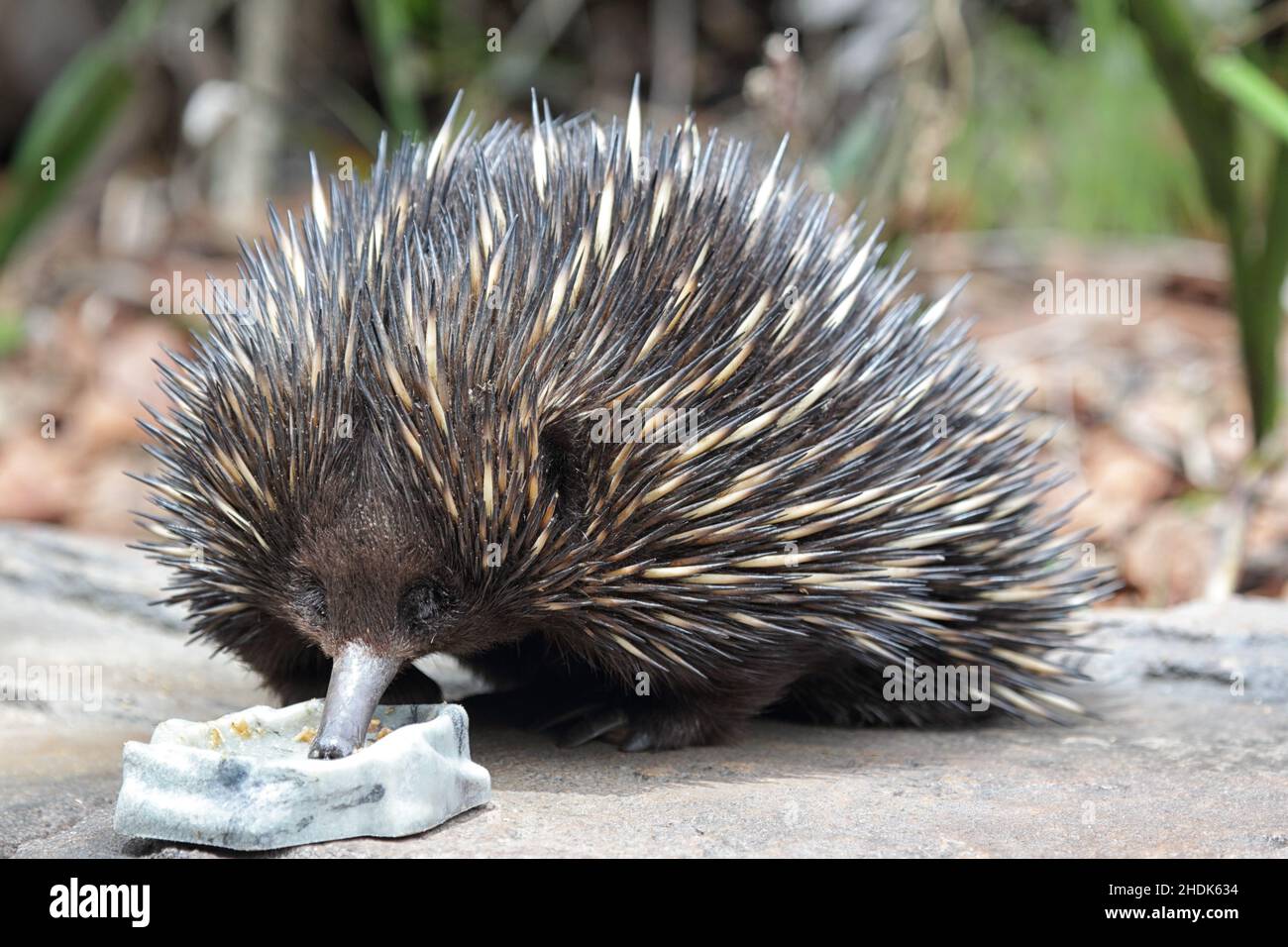 Echidna feeding hi-res stock photography and images - Alamy