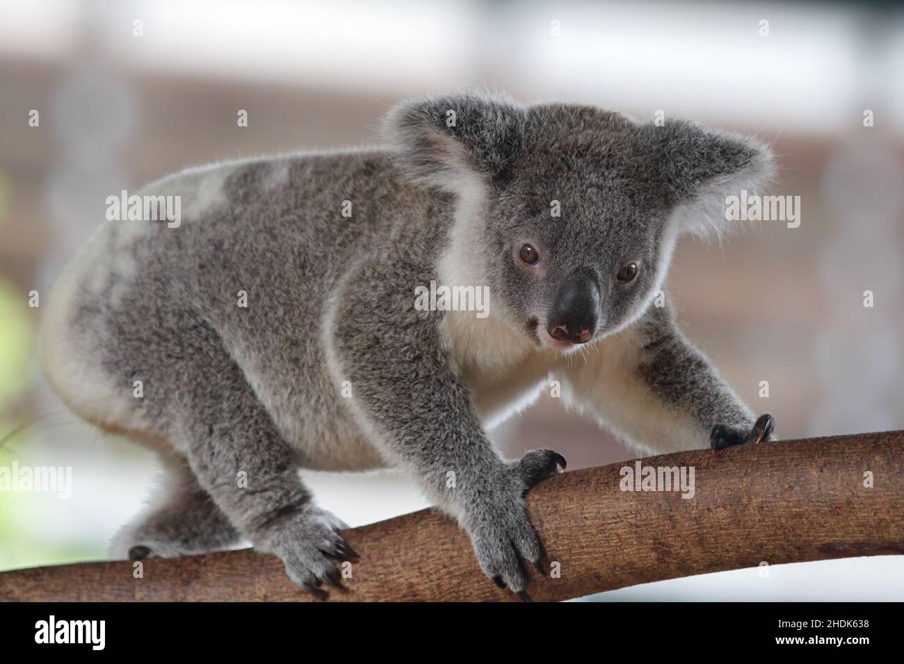 1 mammal marsupial hi-res stock photography and images - Alamy
