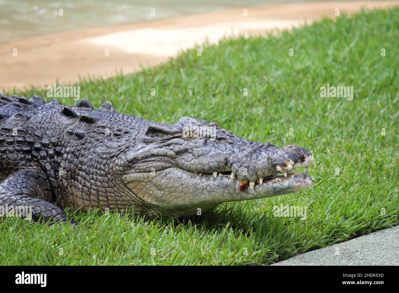 crocodile, saltwater crocodile, alligator, alligators, crocodiles ...