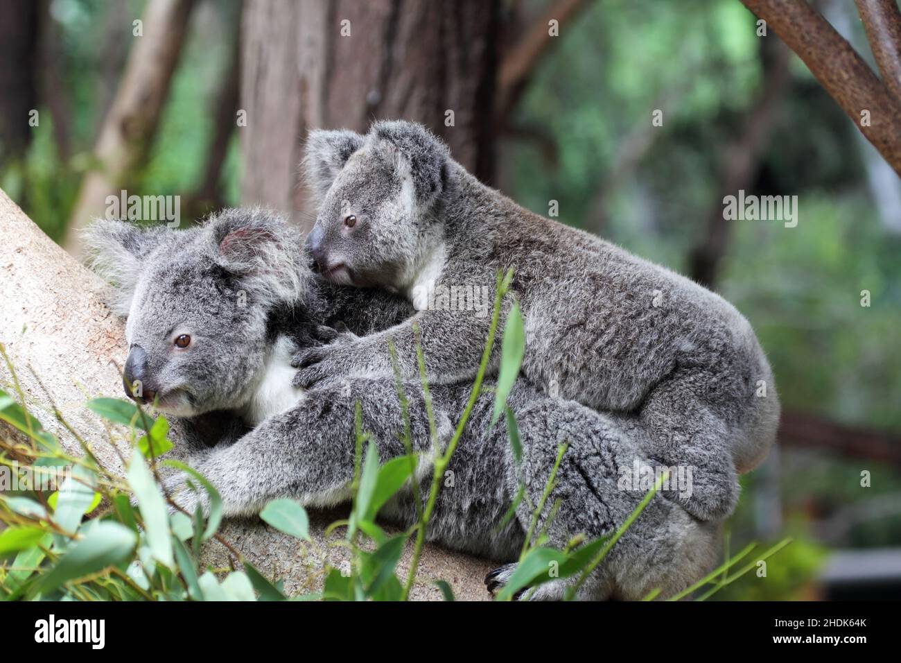 animal family, koala, animal families Stock Photo - Alamy