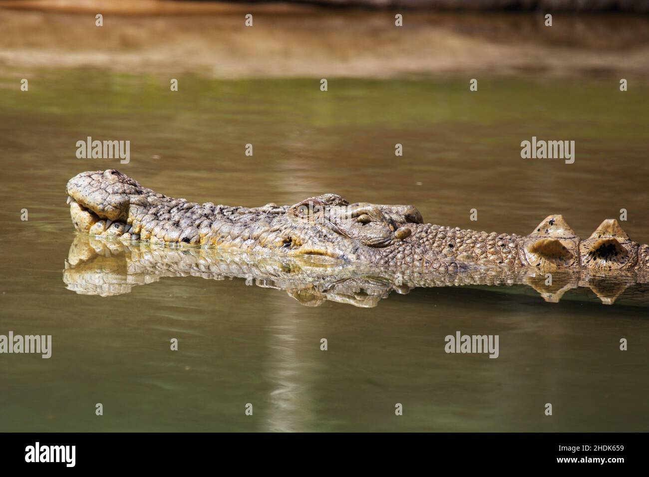 crocodile, saltwater crocodile, alligator, alligators, crocodiles ...
