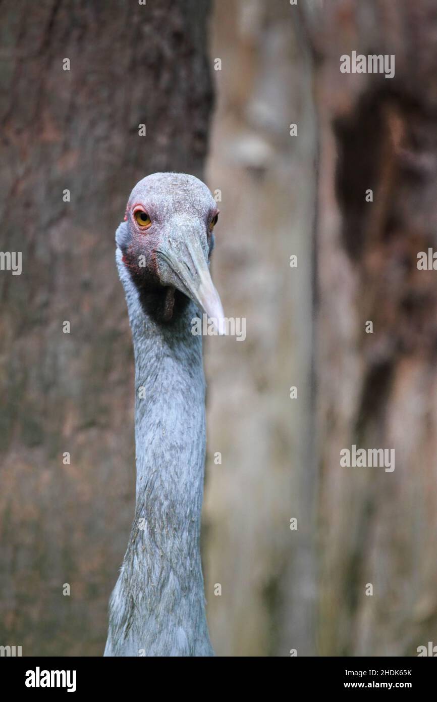 brolga, australian crane, grus rubicunda, native companion Stock Photo ...