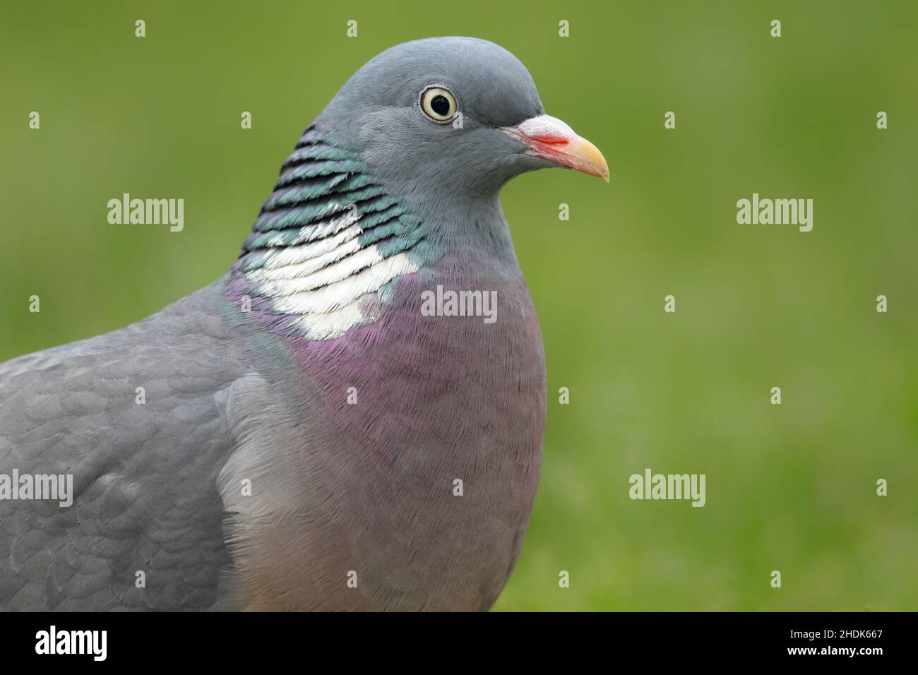 dove, pigeon, doves, pigeons Stock Photo - Alamy