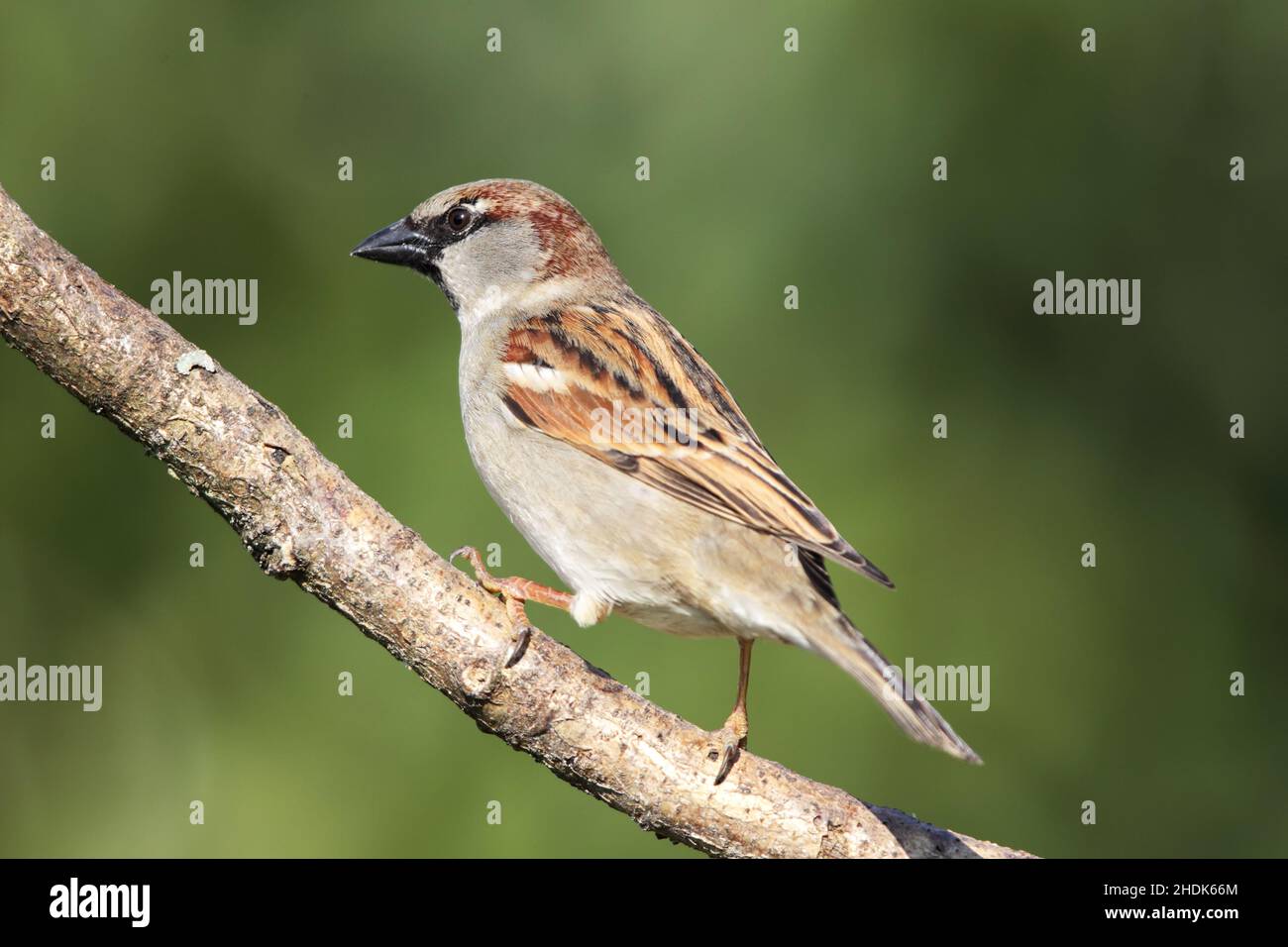 Guy sparrow hi-res stock photography and images - Alamy