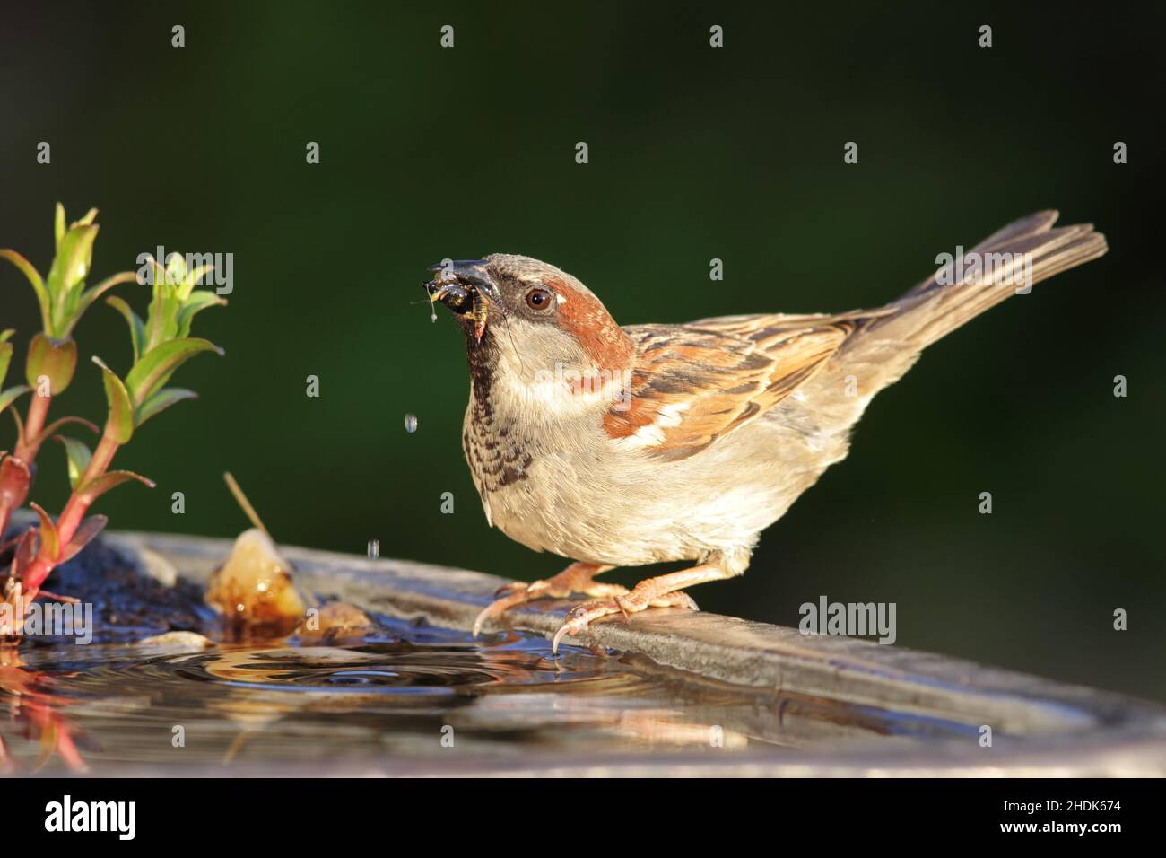 drinking bird, house sparrow, drinking birds, house sparrows Stock ...
