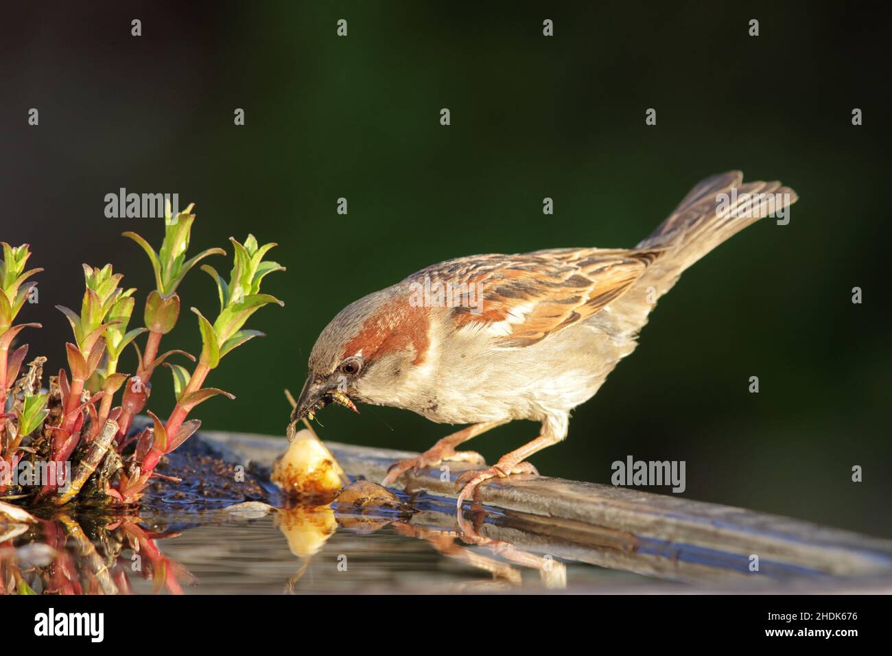 drinking bird, house sparrow, drinking birds, house sparrows Stock ...