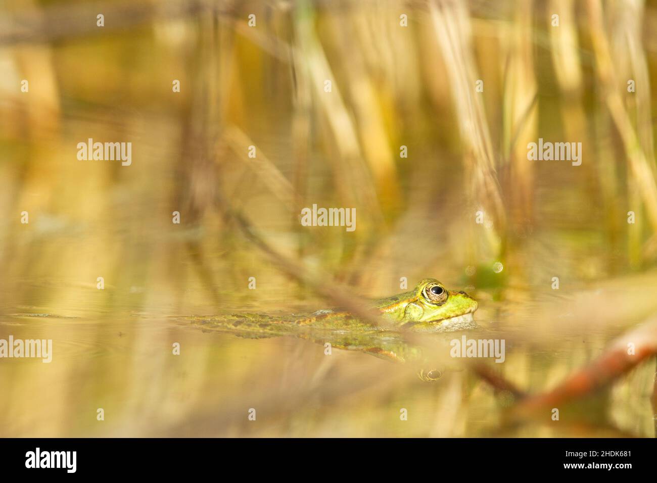 frog, edible frog, frogs, edible frogs Stock Photo - Alamy