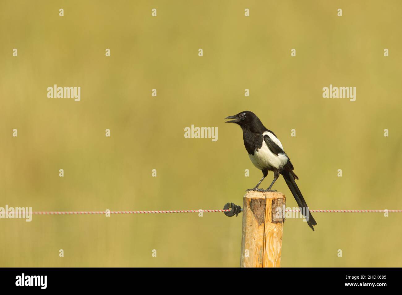 Raven and magpie at hi-res stock photography and images - Alamy