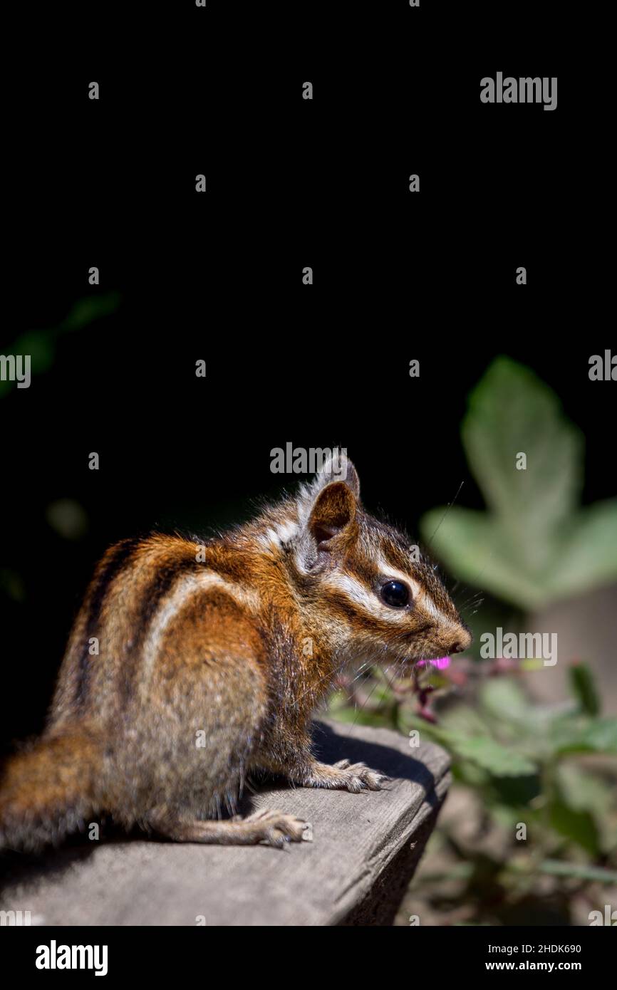 Chipmunks us hi-res stock photography and images - Alamy