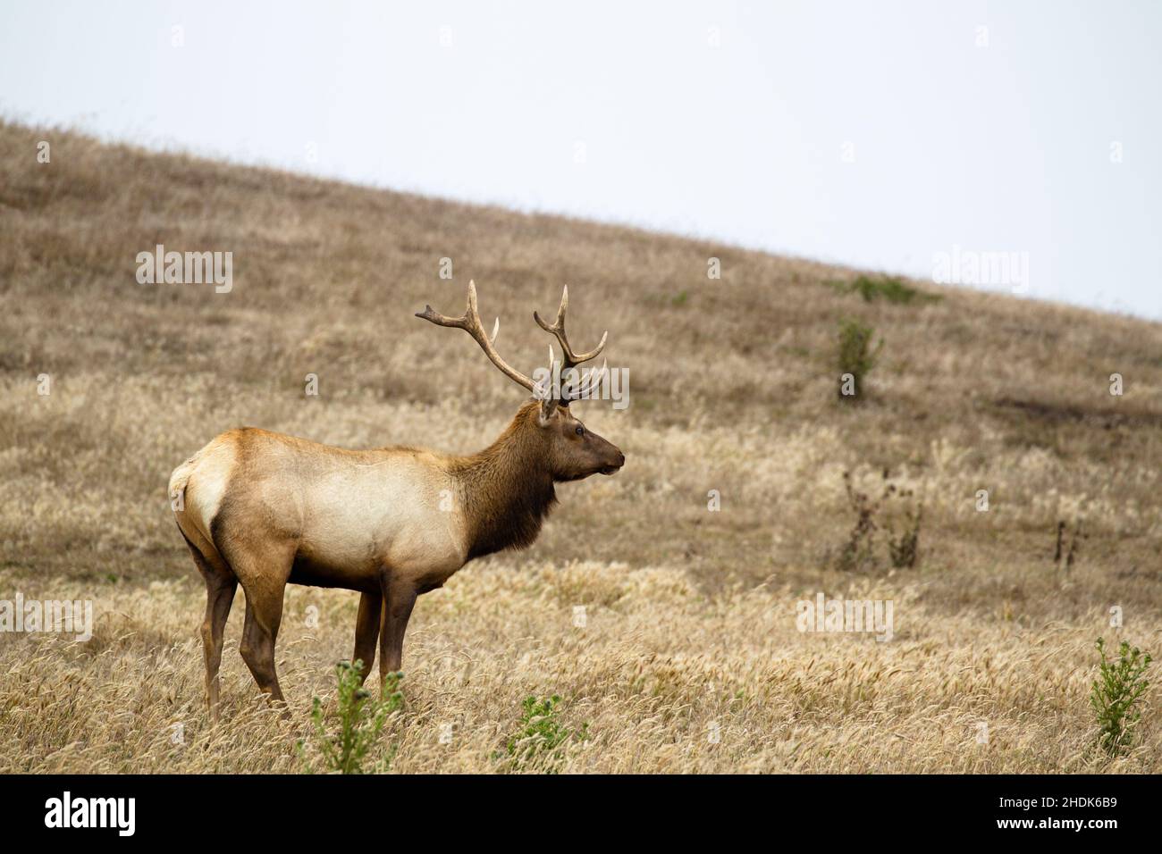 deer, point reyes, deers, roe deer, stag Stock Photo - Alamy