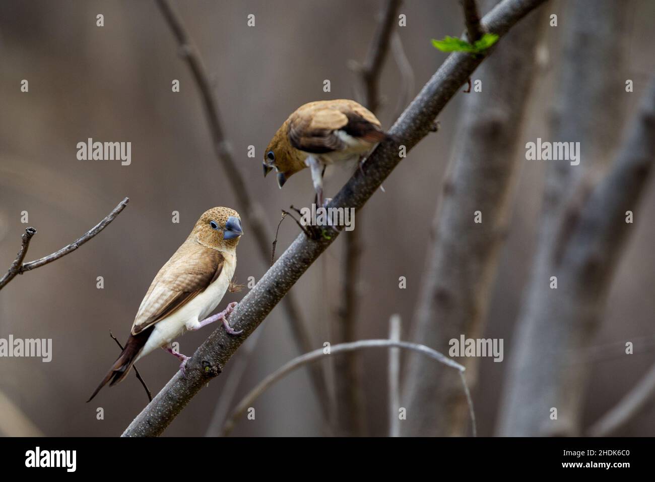 African silverbill hi-res stock photography and images - Alamy