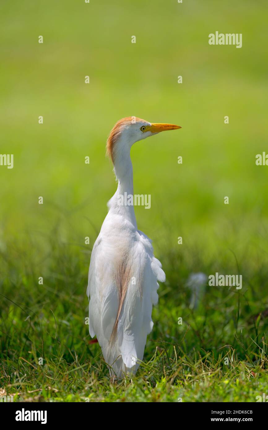 cow cattle egret, cattle egrets Stock Photo - Alamy