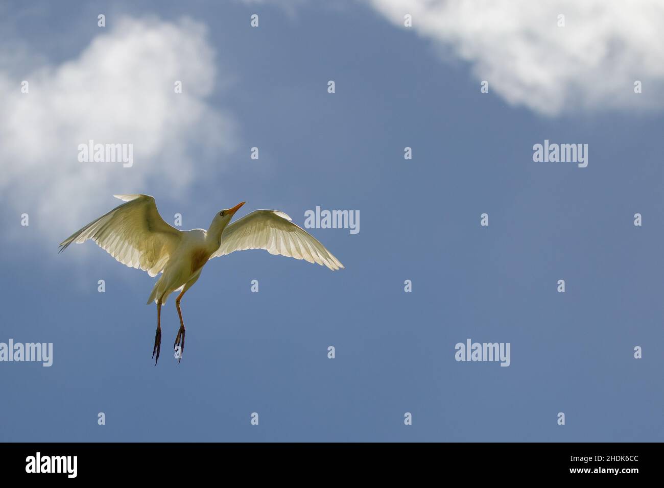 heron, cow cattle egret, herons, cattle egrets Stock Photo - Alamy
